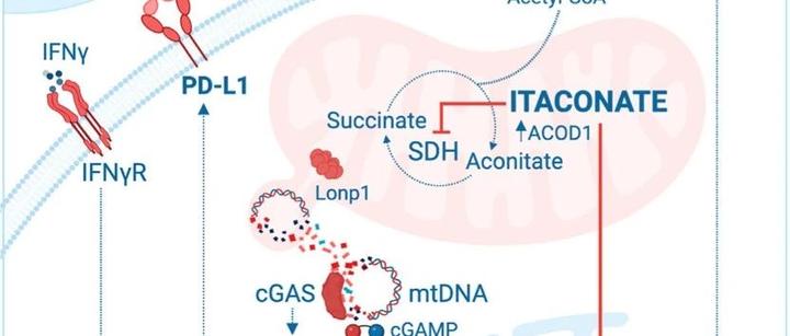 Cell Metabolism丨衣康酸通过增强树突状细胞中 mtDNA 介导的 PD-L1 表达，损害对疟原虫的免疫控制能力 - 知乎