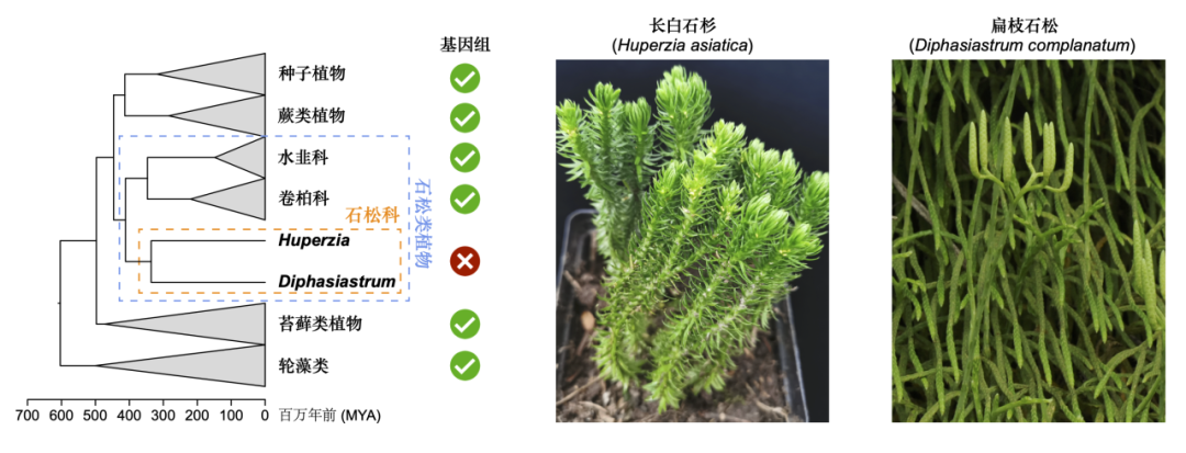 PNAS｜ 138 条染色体，基因组所王丽课题组在植物进化基因组学领域的最新研究成果 - 知乎