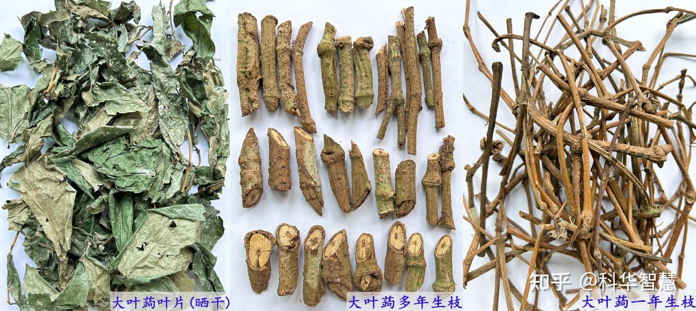 科华智慧-大叶蒟中的天然产物-Pellitorine;CAS:18836-52-7 - 知乎