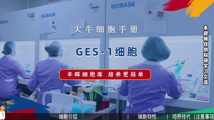 GES-1细胞培养，人胃黏膜细胞培养攻略-丰晖生物 - 知乎