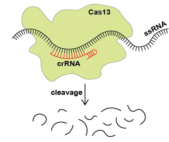RNA编辑神器CasRx上线！shRNA要退休？ - 知乎