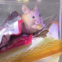 Siberia mouse - 知乎