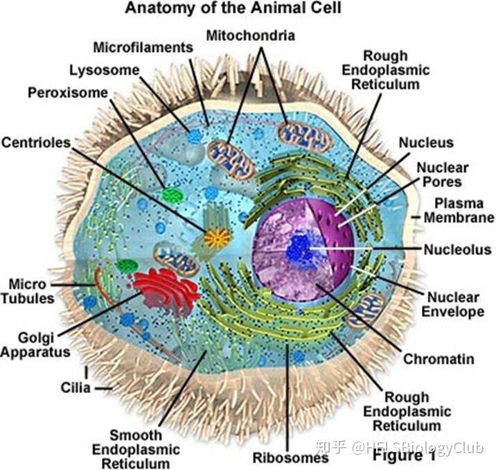 【国际生物】细胞结构 Cell Structure 1.0 - 知乎
