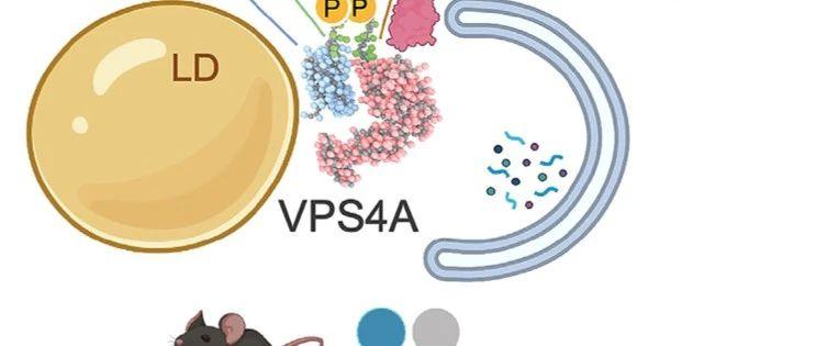 Molecular Cell丨VPS4A 是小鼠和人类脂噬的选择性受体 - 知乎