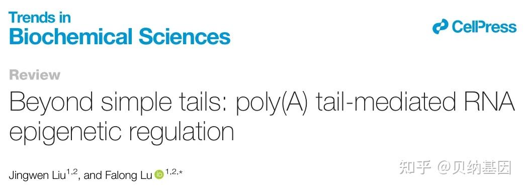 重磅综述：被人忽略的poly(A)尾，如何成为表观遗传调控的重要角色 - 知乎