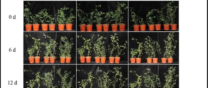 【Front Plant Sci.】MsRCI2基因在苜蓿中的过表达不同程度的增强了植物对碱和盐耐受性 - 知乎