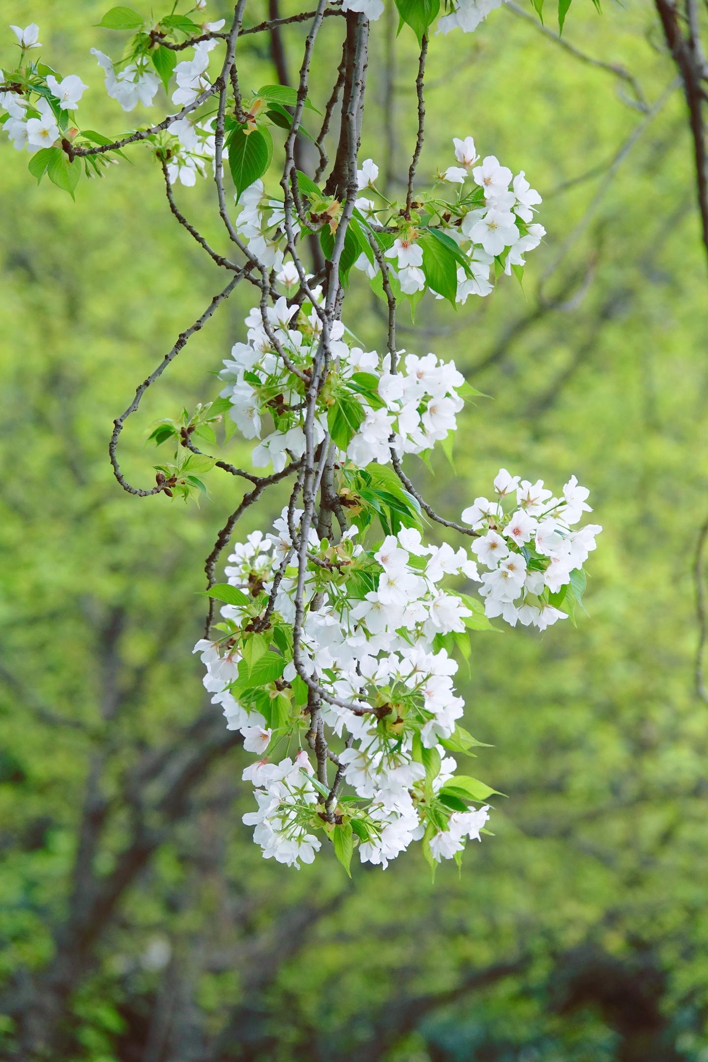 linux mint21安装fcitx5输入法框架下的日语mozc输入法引擎 - 知乎