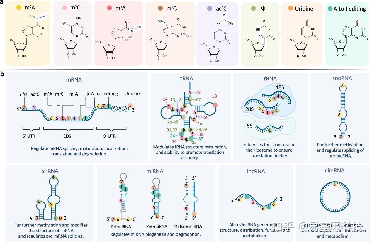 深度综述：m6A/m5C/m1A/m7G/ac4C/Ψ等8种RNA修饰的生物学功能和潜在机制 - 知乎
