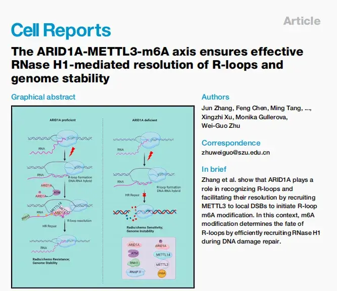 m6A与R-loop研究前沿 | 从基因组稳定性到癌症靶向治疗的机制全景 - 知乎