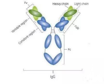 Protein A与Protein G有何不同？如何选择？ - 知乎