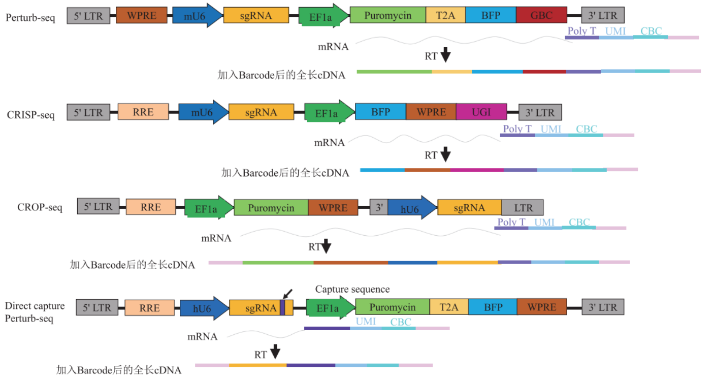 超详细！一文带你了解多种单细胞CRISPR筛选方法！ - 知乎