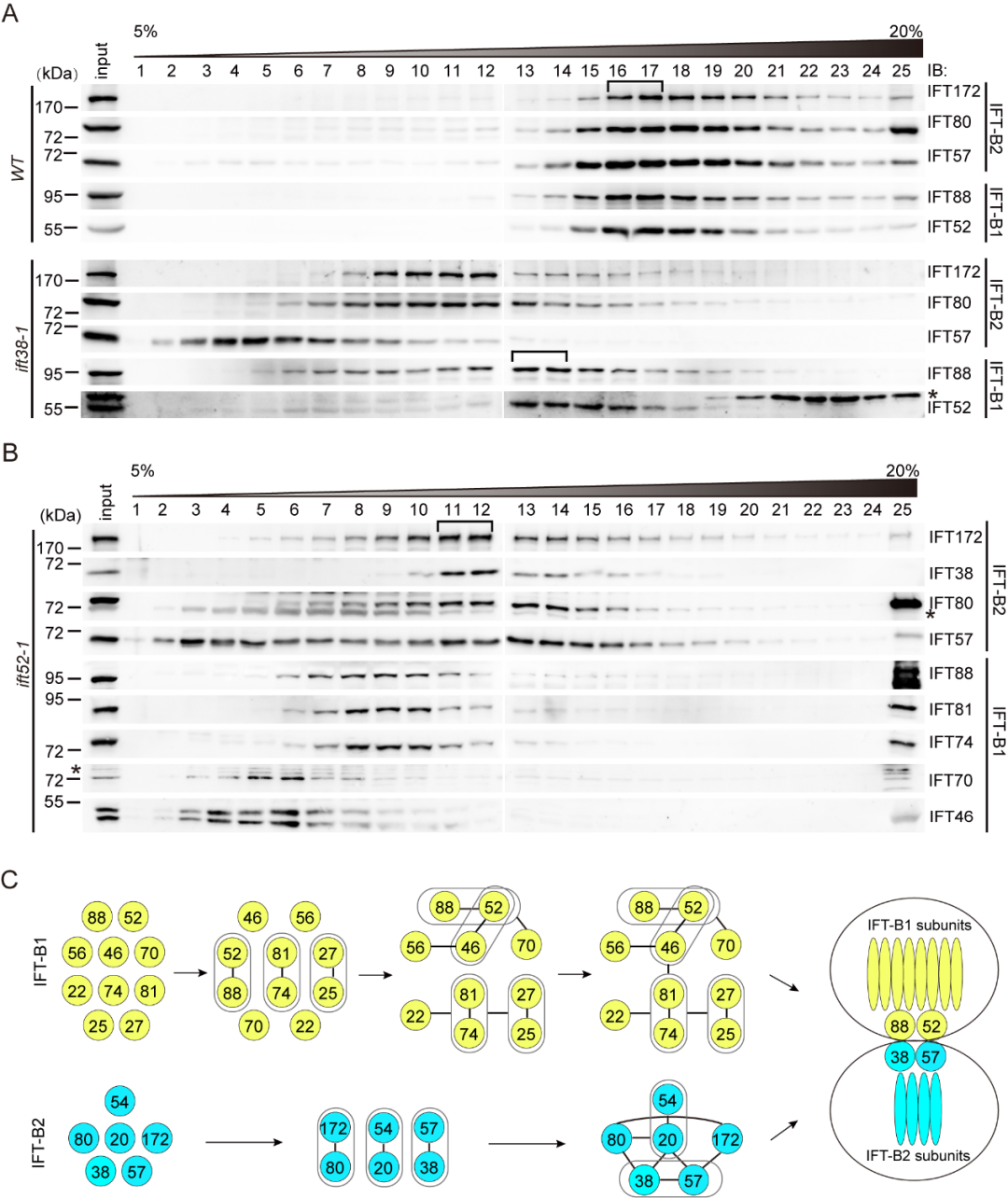iScience︱清华大学潘俊敏课题组揭示IFT-B复合体的组装和稳定的新机制及其在BBSome运输中的新功能 - 知乎