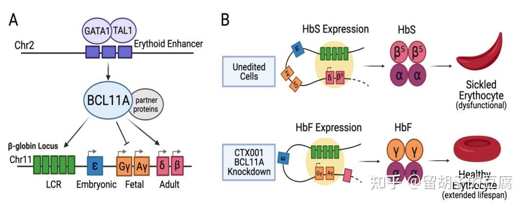 首款获批上市CRISPR基因编辑药物设计思路和难关攻克。 - 知乎