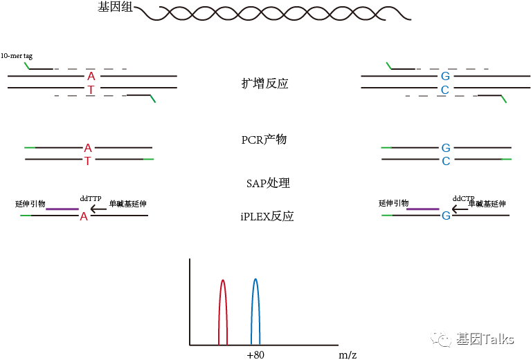 分子检测—MassARRAY核酸质谱技术介绍 - 知乎