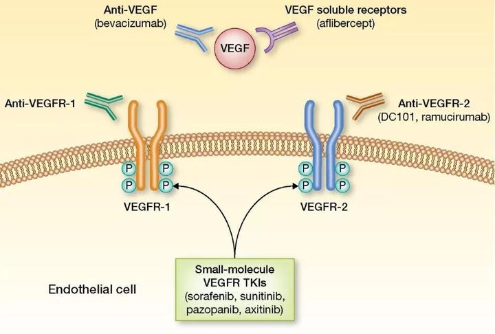血管内皮生长因子受体（VEGFR）激酶抑制剂 - 知乎