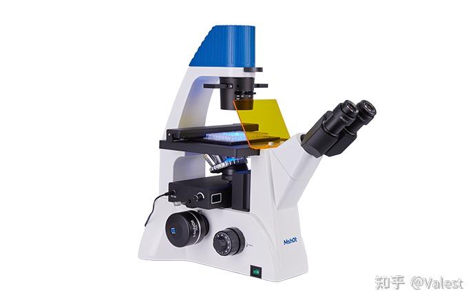 荧光显微镜可以看到细胞核吗？ - 知乎