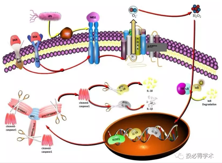 手把手教你绘制CNS级别通路图（二）之PPT绘图 - 知乎