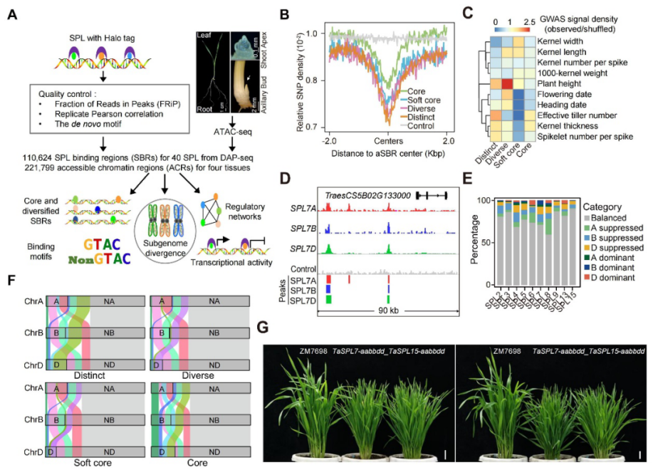ATAC+RNA-seq揭秘植物领域的基因表观遗传调控！ - 知乎
