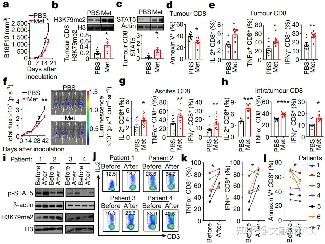 【Nature论文拆解】癌症SLC43A2改变T细胞甲硫氨酸代谢和组蛋白甲基化 - 知乎