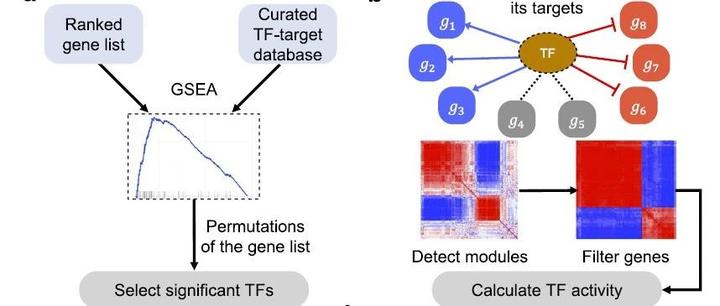 NetAct:利用基因活性构建核心转录因子调控网络 - 知乎