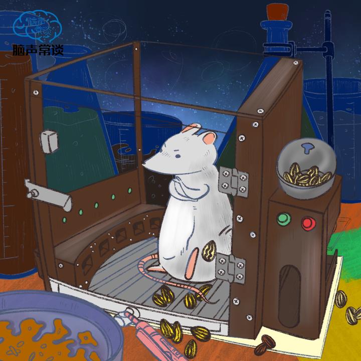 脑声常谈｜五项选择连续反应时间任务实验（5-CSRTT）模型训练方法（以大鼠为例） - 知乎