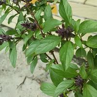 take sb./sth. as an example(take as an example sb./sth.)搭配用法 - 知乎