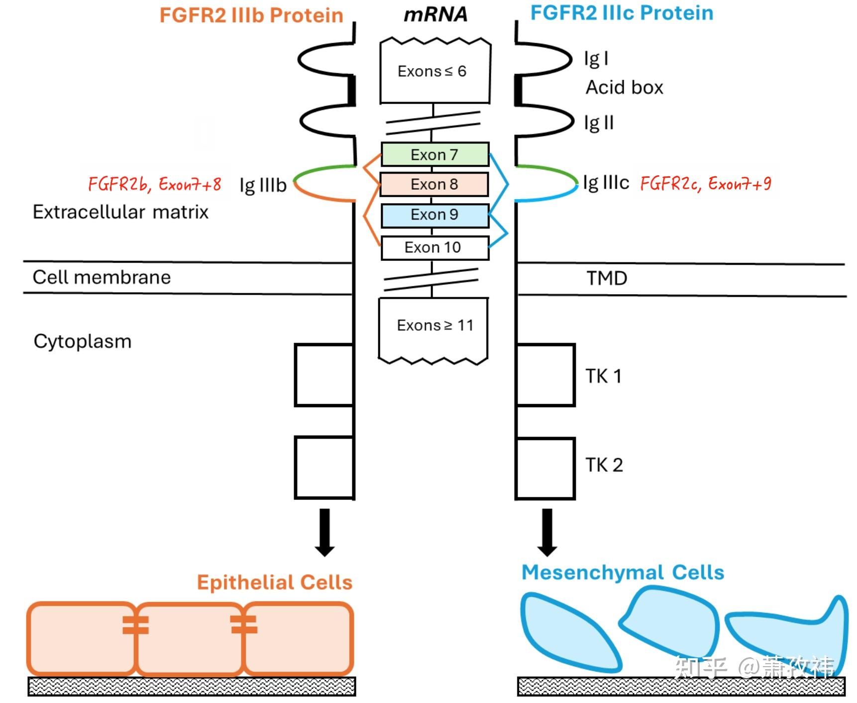 FGFR2b：胃癌新靶点 - 知乎