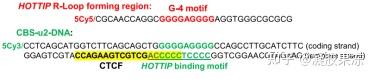 文献阅读随记：Mol Cell-2022-lncRNA+R-loop+CTCF+AML - 知乎