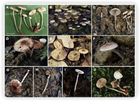 Mycology | 中国南方发现小蘑菇属（Micropsalliota）七个新种和一个中国新记录种 - 知乎