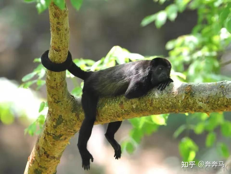 是不是除了人类和猿类，其它动物都有尾巴？为什么？ - 知乎