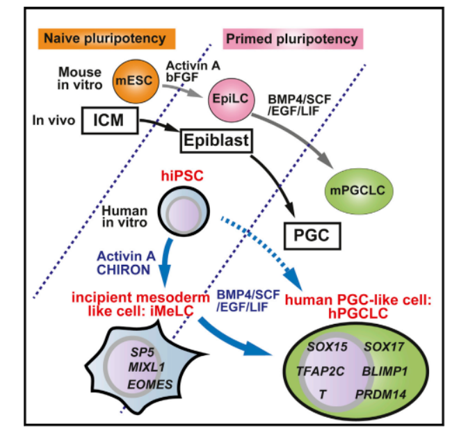 浅谈自己对IMeLC（原始生殖细胞前体的看法） - 知乎