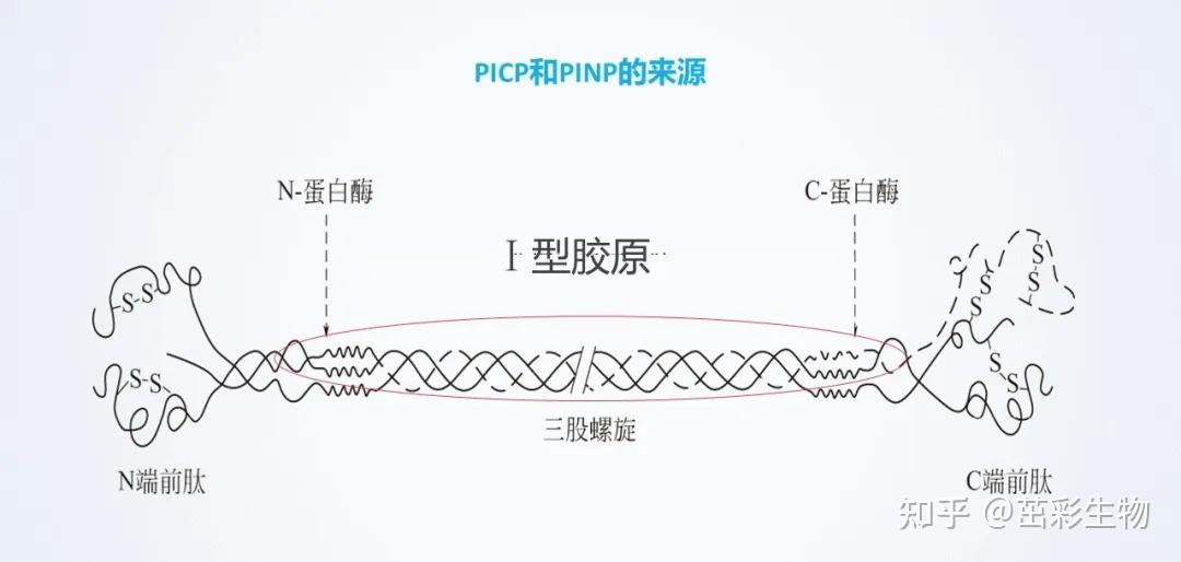 成骨细胞标志物---Ⅰ型胶原氨基端延长肽(PINP) - 知乎