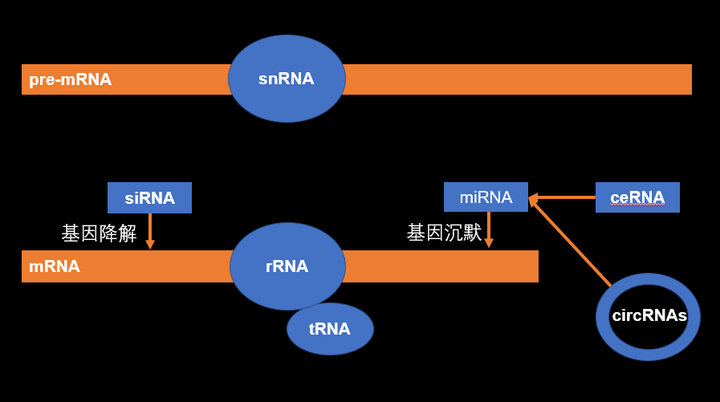 mRNA、lncRNA、miRNA、circRNA的研究思路总结 - 知乎