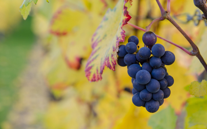 PNAS | 中国农科院基因组所周永锋团队揭示葡萄驯化中有益和有害基因渐渗的生物学与育种意义 - 知乎