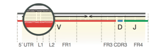 MIXCR 提取抗体序列 - 知乎