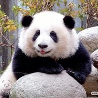 PyTorch FSDP 设计解读 - 知乎