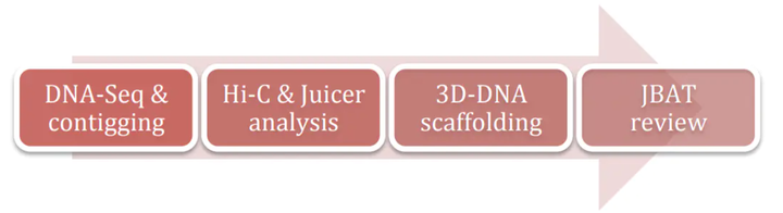 基因组组装: 3D-DNA 染色体挂载 - 知乎