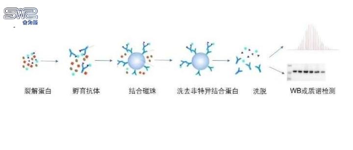 同是证明蛋白间直接互作，GST pull-down和CoIP有何区别？实验结果该如何解读？ - 知乎