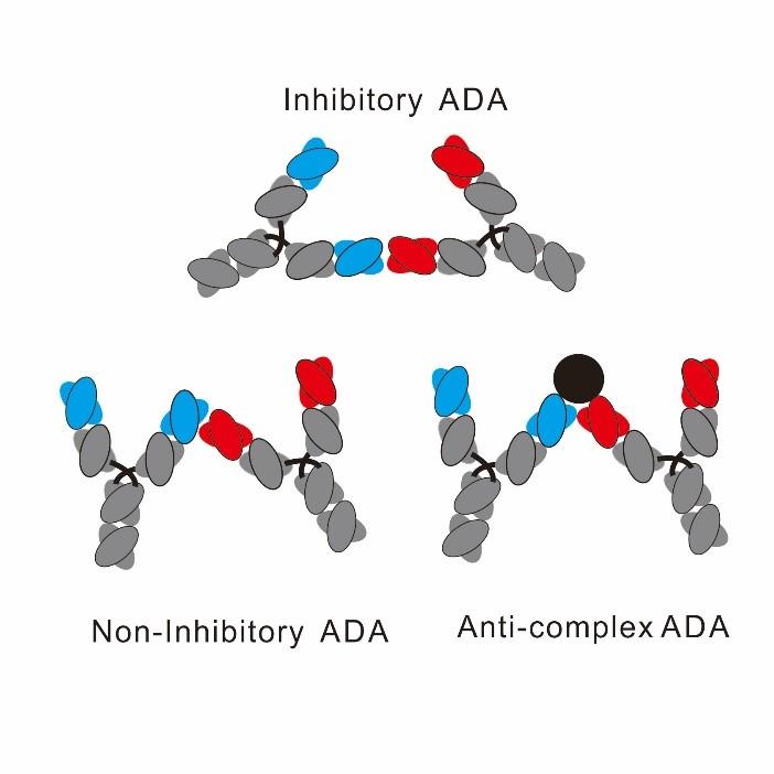 ADA抗体制备解决方案 - 知乎