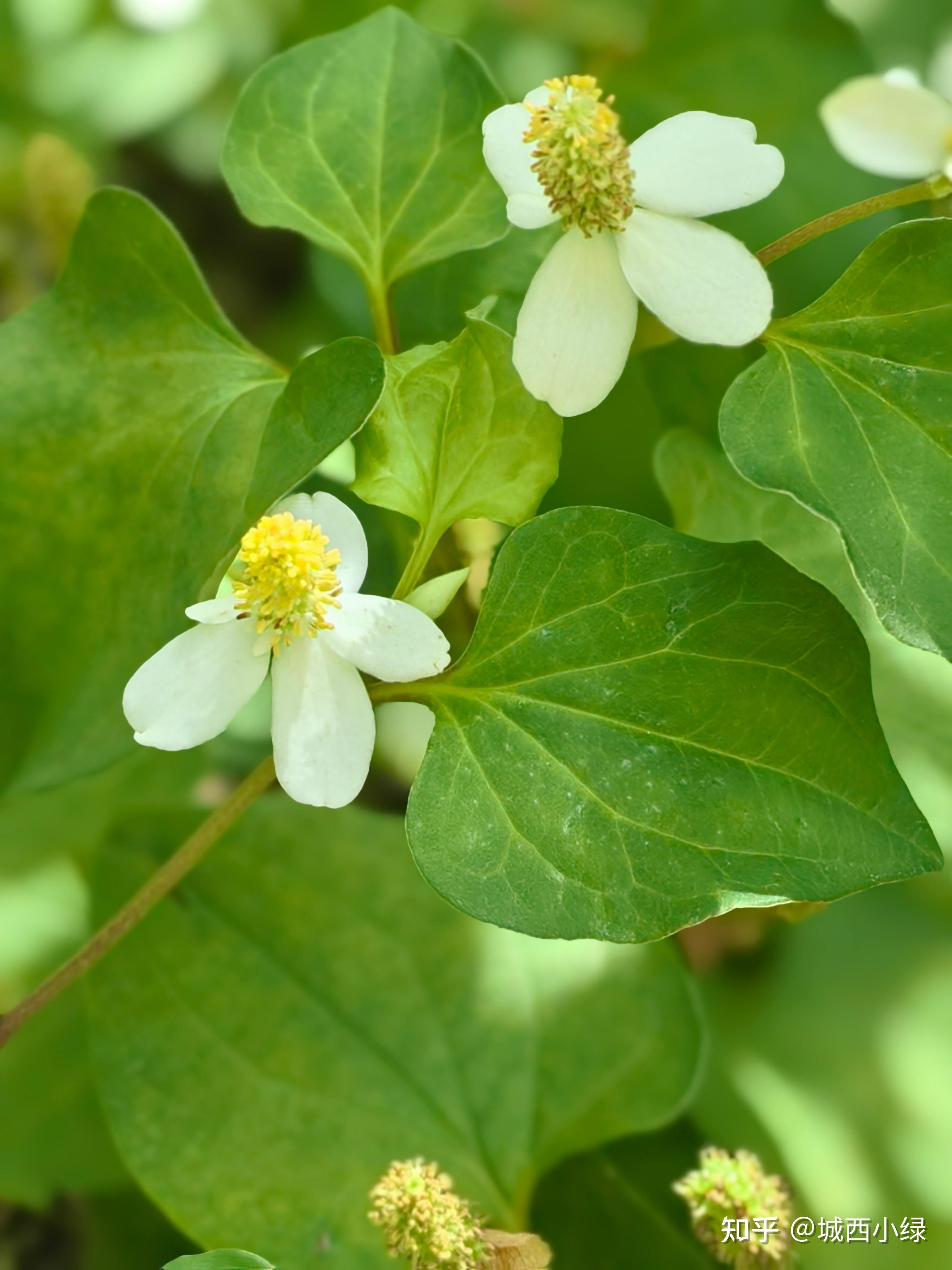 孩子觉得自己长得不好看，总是很自卑，如何正确引导她？ - 知乎