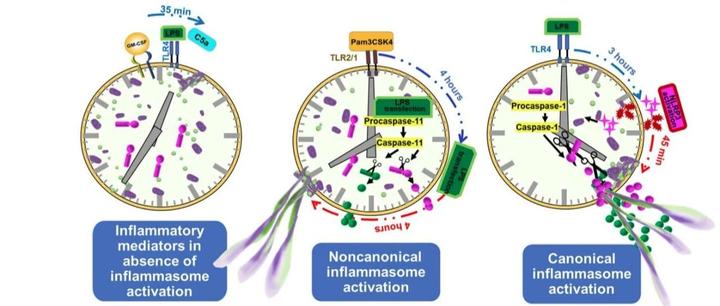 Science子刊丨NET 的形成与 gasdermin D 和细胞焦亡无关 - 知乎