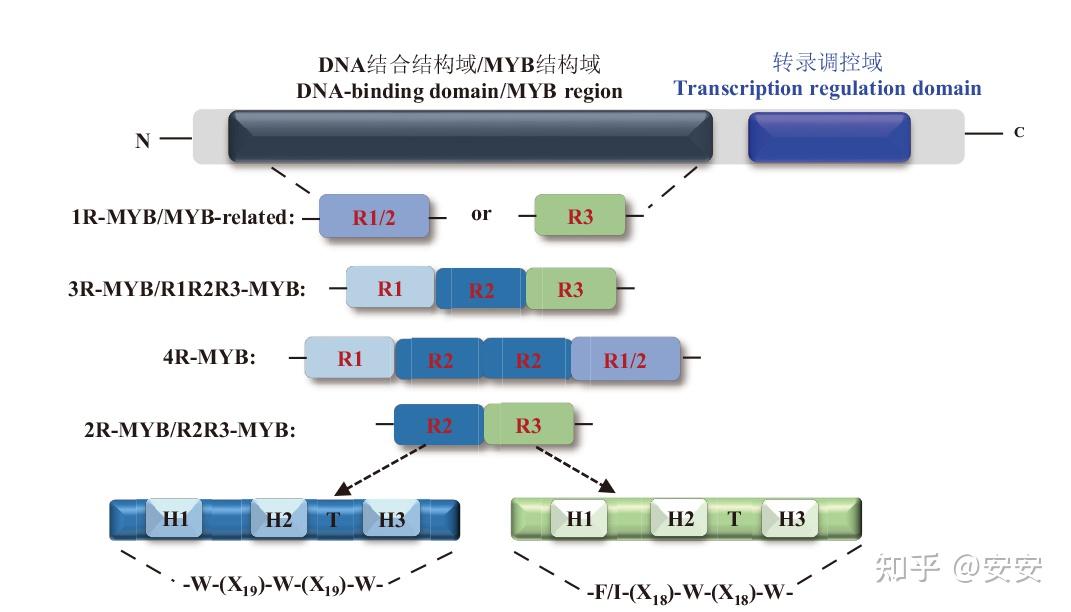 r2r3myb结构域如何确定？ - 知乎