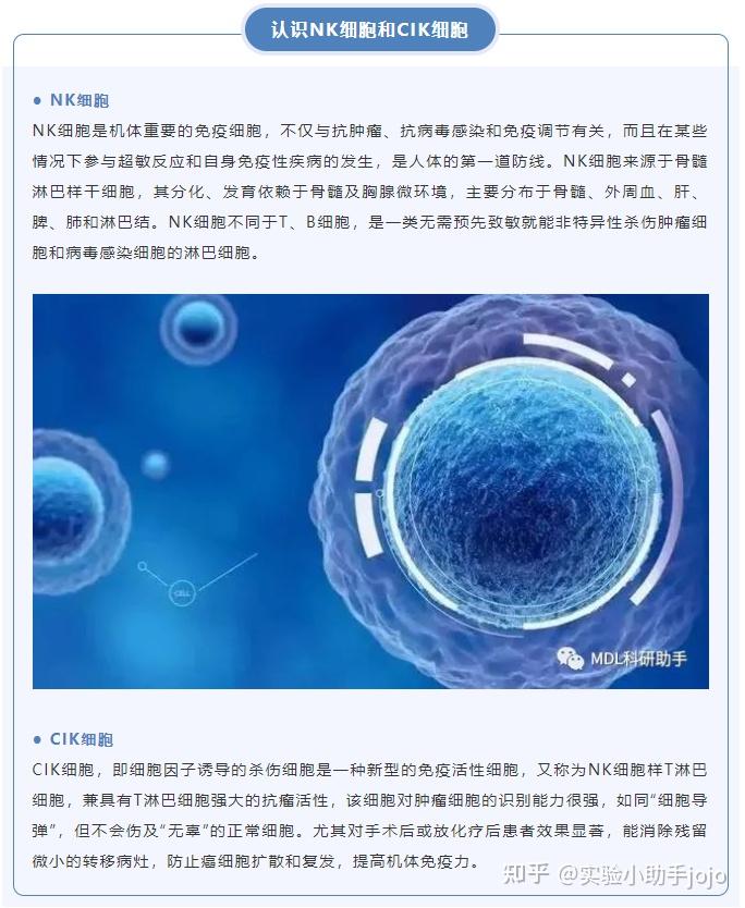 知识科普｜免疫细胞—CIK细胞和NK细胞，哪一个更重要？ - 知乎