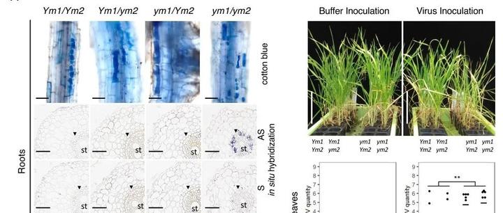 【PNAS】Ym2源自山羊草，可赋予小麦根部抗小麦花叶病毒的能力 - 知乎