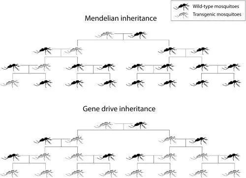 人类准备好迎接转基因蚊了吗？ - 知乎