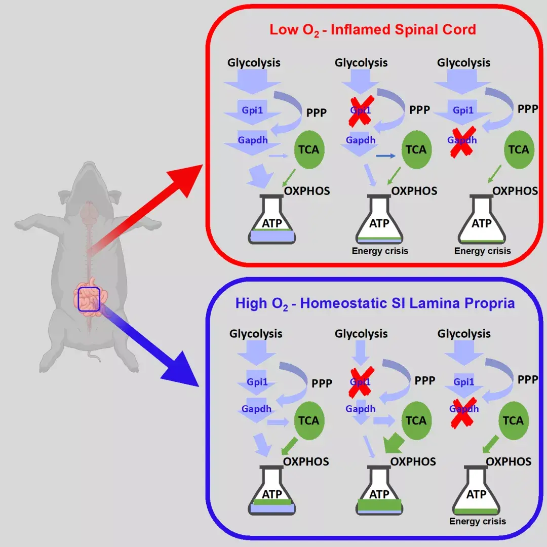 一作详解Cell丨通过抑制代谢冗余元件达到在特定微环境下抑制免疫细胞的功能 - 知乎