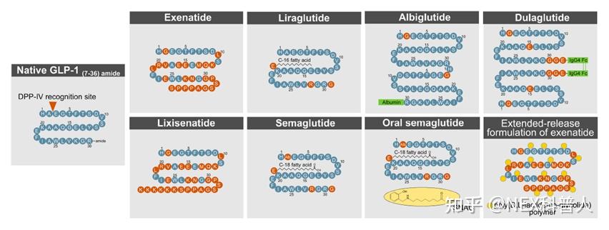 glp-1 受体激动剂降糖作用机制是什么？ - 知乎