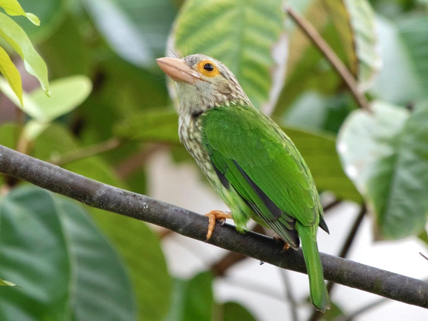 利用BERT进行端到端aspect-based的情感分析(2019年10） - 知乎