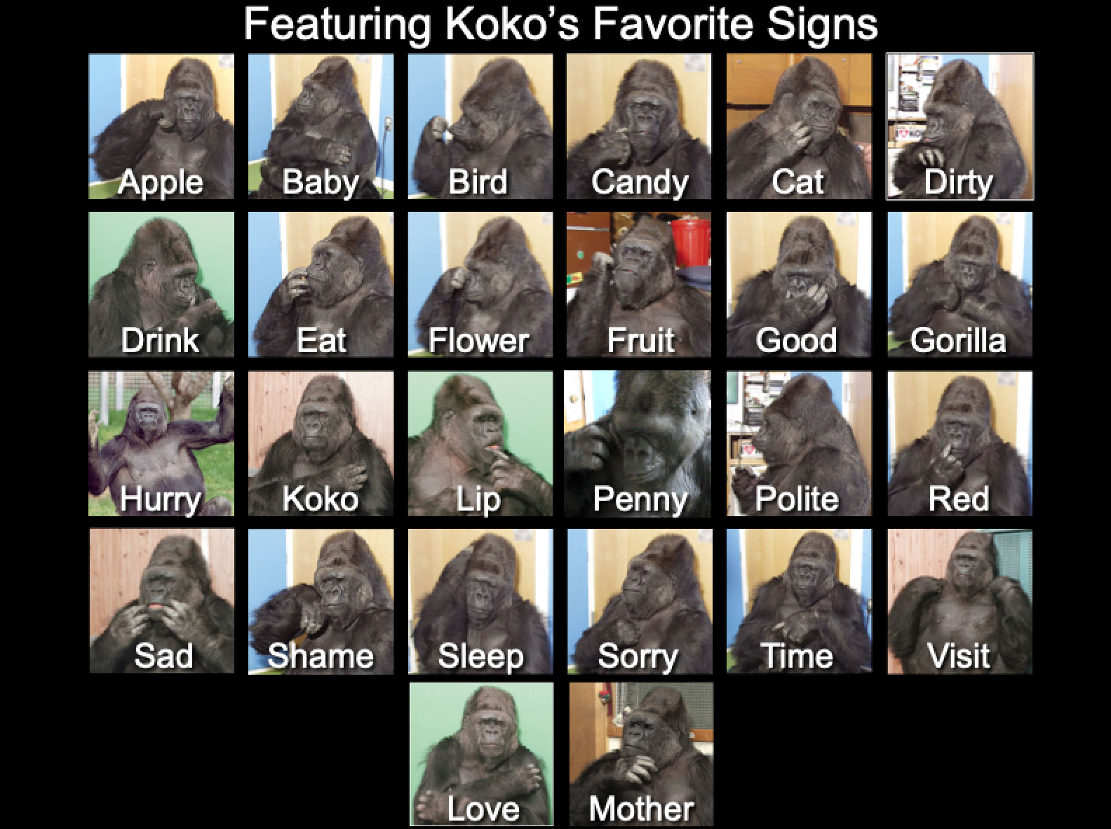 地球上的生物，为什么只有人类进化出了“手”？ - 知乎