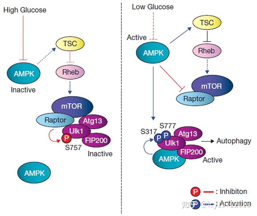 mTOR信号通路（二） - 知乎